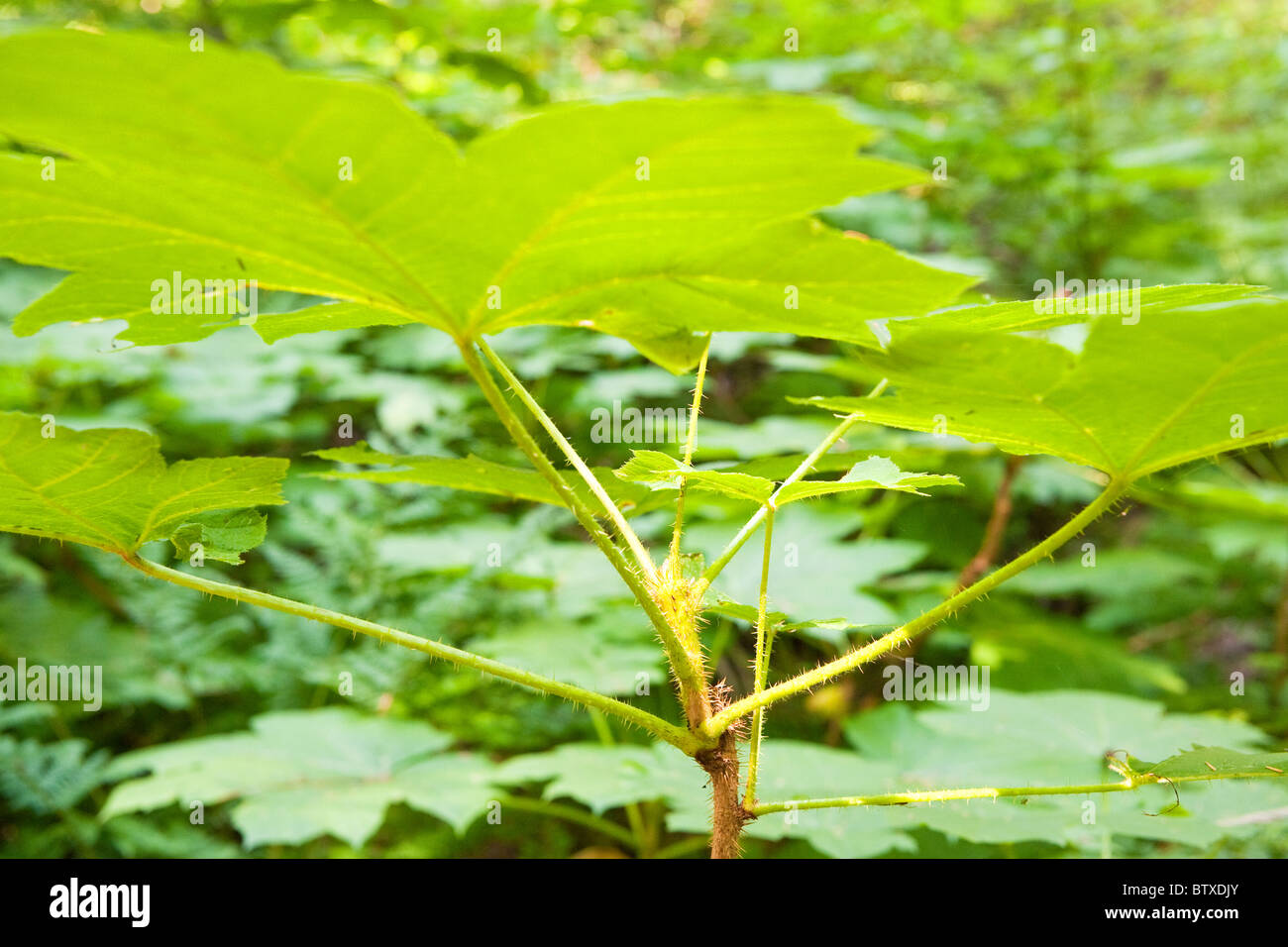Detail of underside of 'Devil's Club' , Oplopanax horridus, showing ...