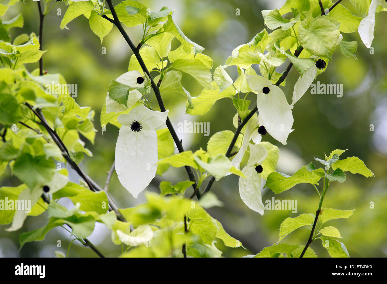 Hankerchief or Dove Tree (Davidia involucrata), showing flower petals ...