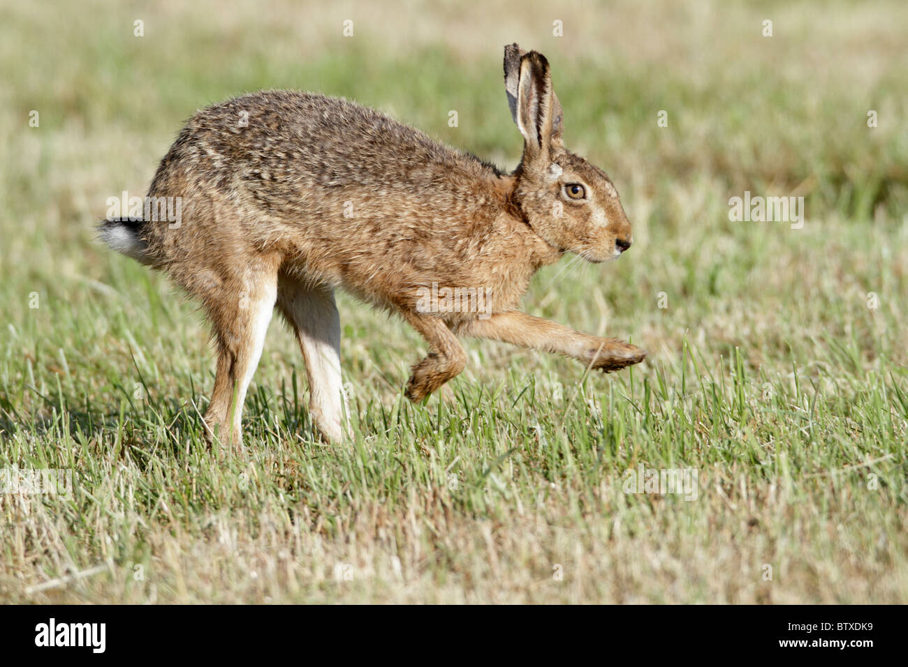European hare running hi-res stock photography and images - Alamy