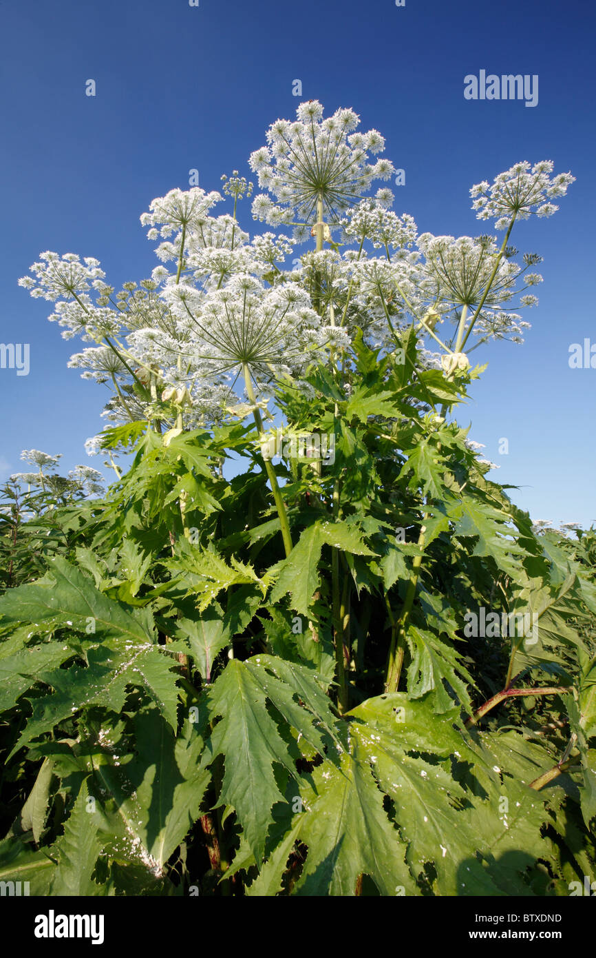 Hogweed Flowers High Resolution Stock Photography and Images - Alamy