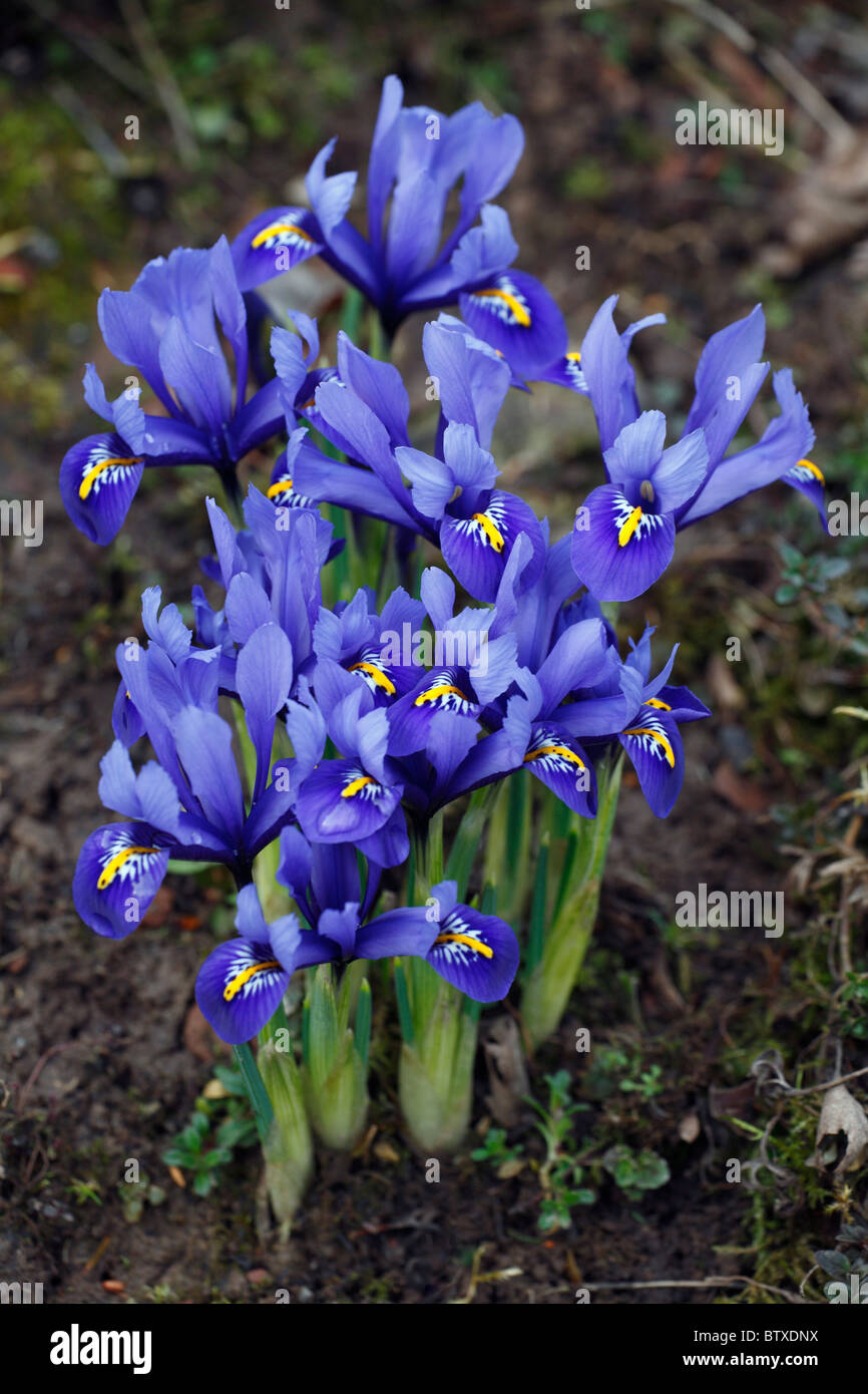 Early spring blue flowers iris hi-res stock photography and images - Alamy