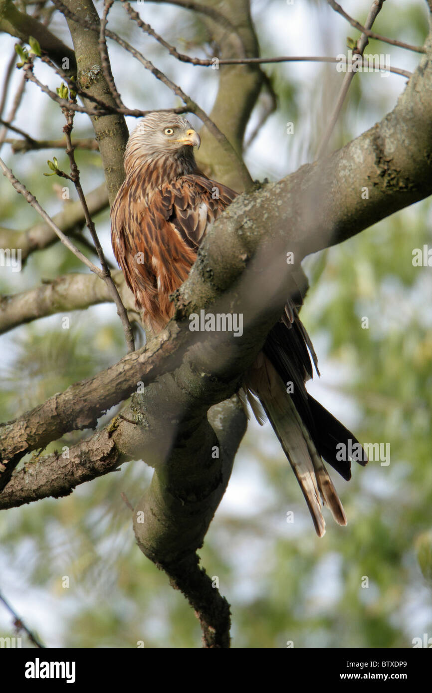 Tree with red kites hi-res stock photography and images - Alamy