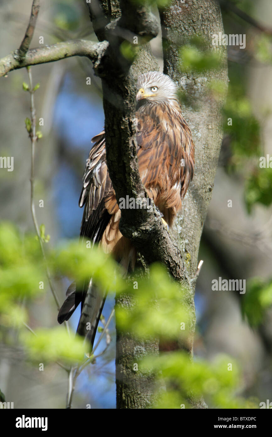 Red kite milvus milvus perched hi-res stock photography and images - Alamy