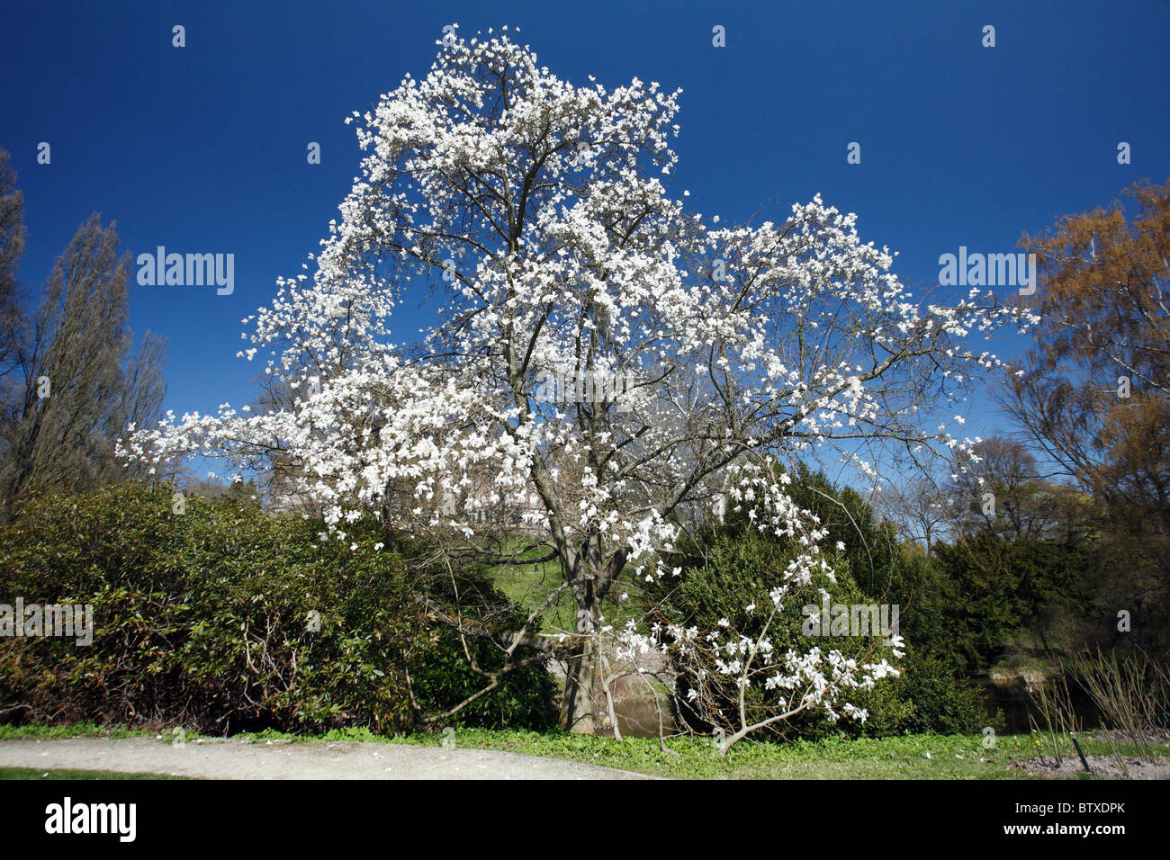 Magnolia sp hi-res stock photography and images - Alamy