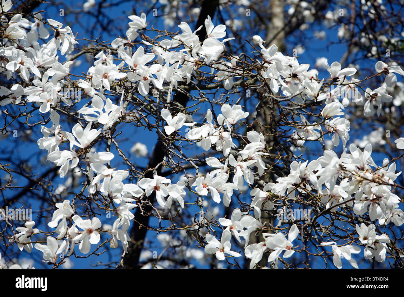 Magnolia sp hi-res stock photography and images - Alamy