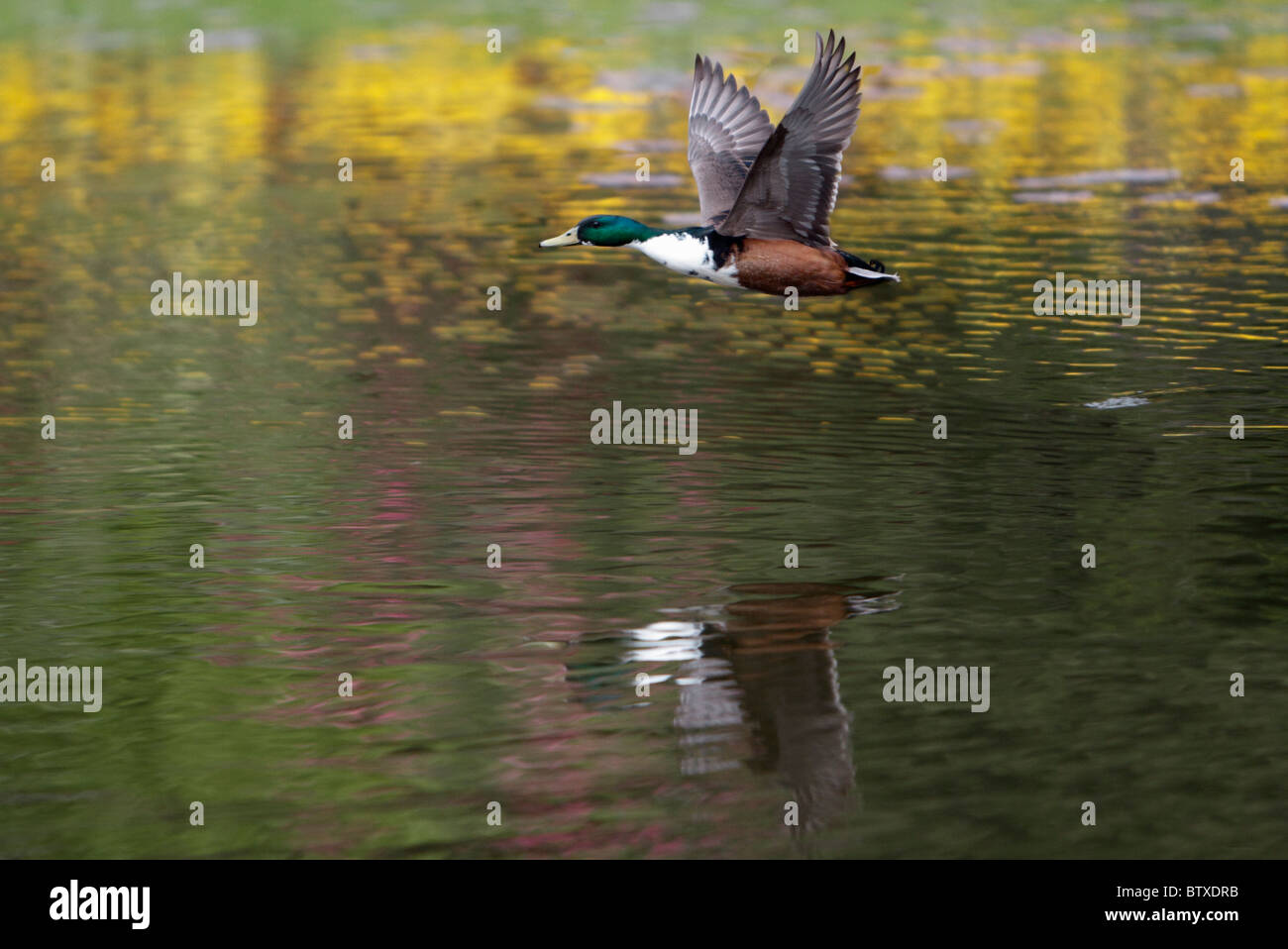 Hybrid ducks hi-res stock photography and images - Alamy