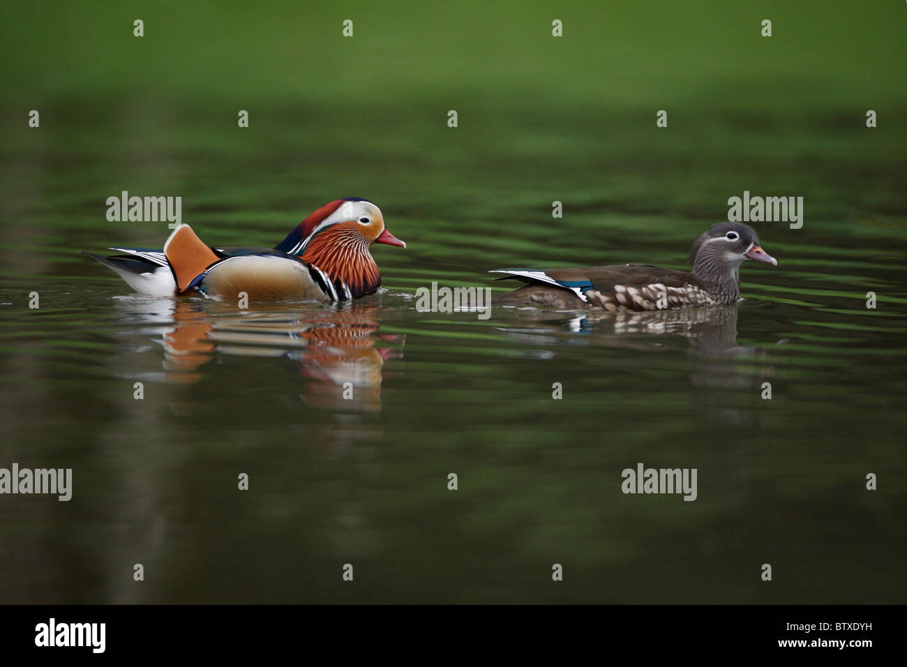 Pair of mandarin ducks hi-res stock photography and images - Alamy
