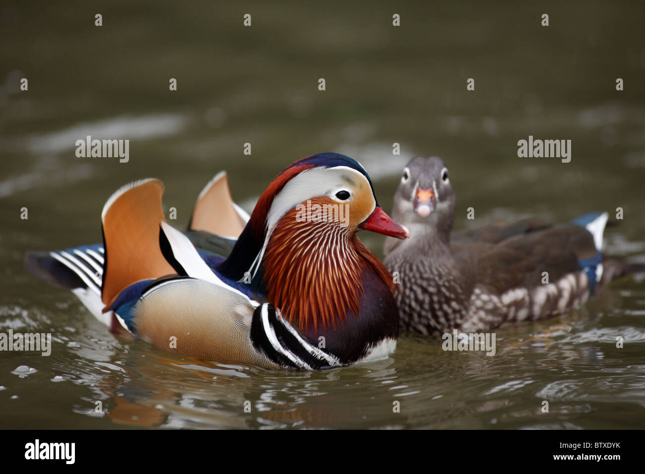 Mandarin Duck (Aix galericulata), drake courtship displaying to duck on ...