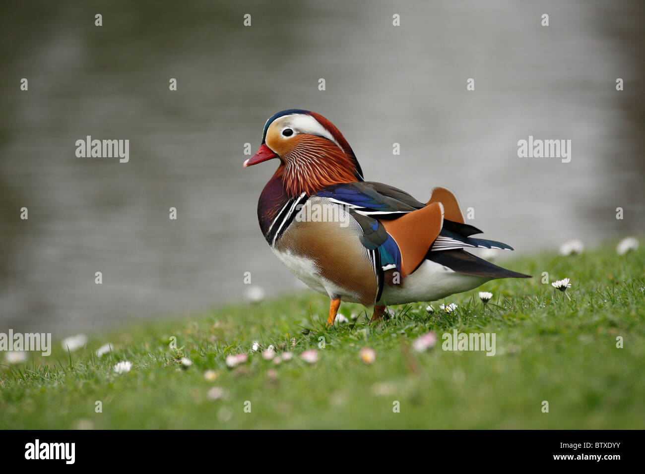 Mandarin Duck (Aix galericulata), drake resting at lake side, Germany ...