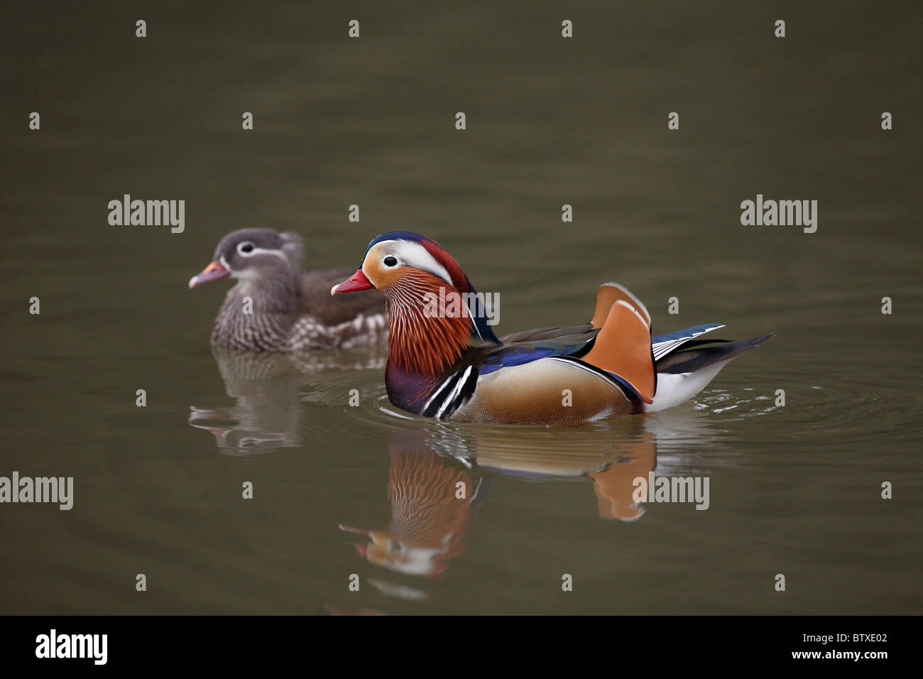 Mandarin Duck (Aix galericulata); drake displaying to female or duck ...