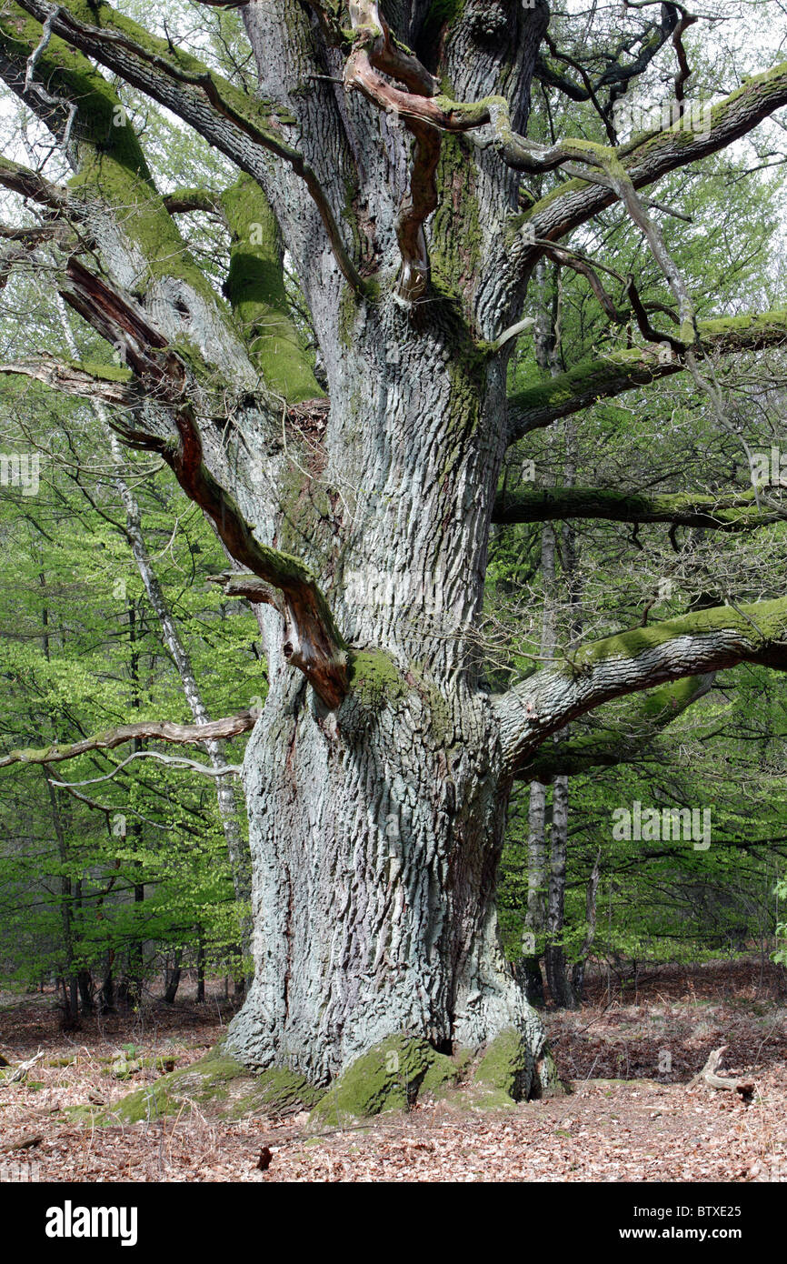 Ancient Oak Tree (Quercus robur), Sababurg forest reservation, Hessen ...