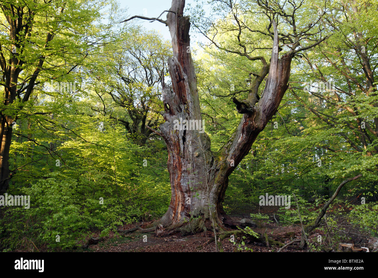 Ancient Oak Tree (Quercus robur), Sababurg forest reservation, Hessen ...