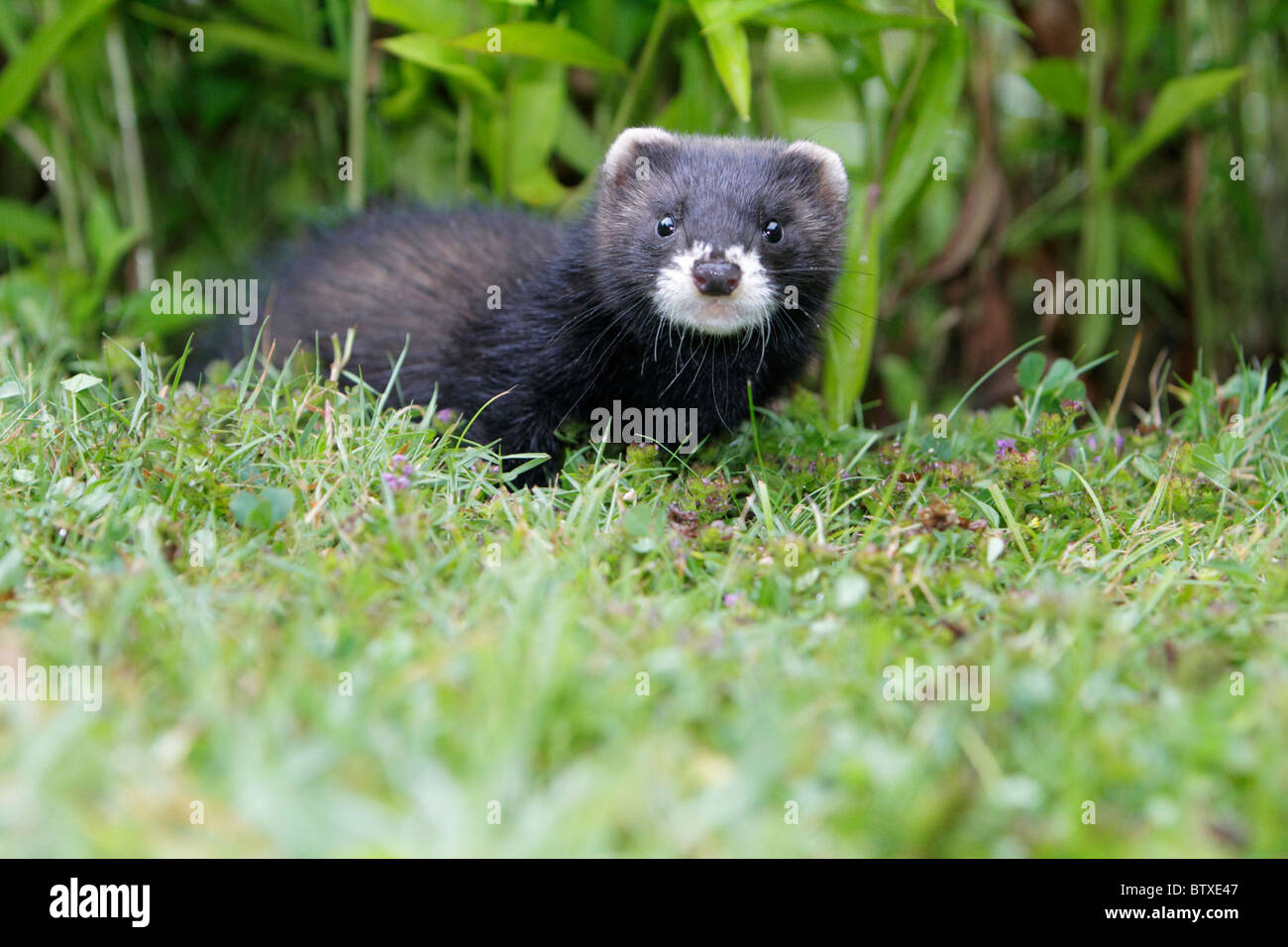 Juvenile european polecats mustela putorius hi-res stock photography ...