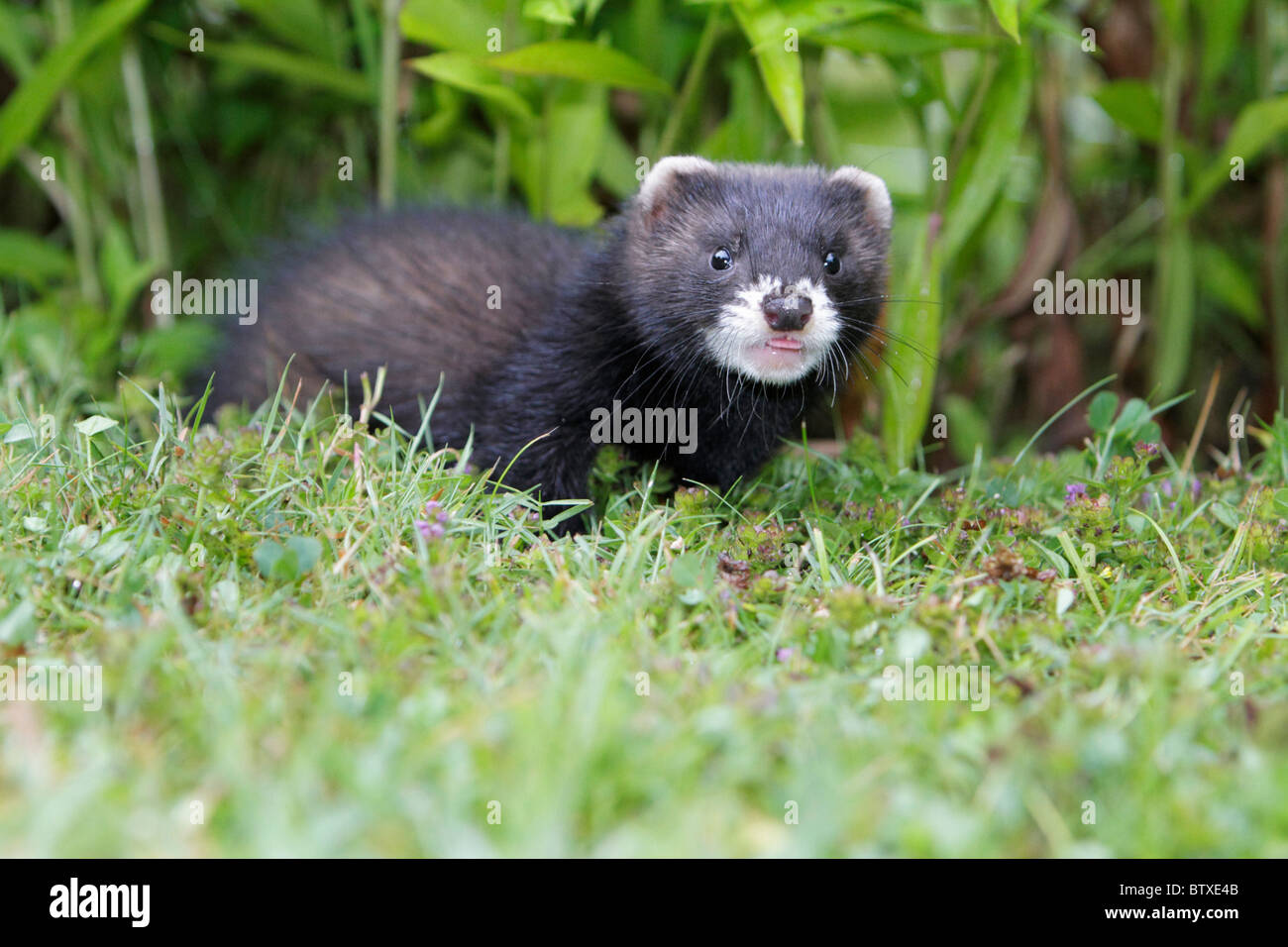 Juvenile european polecats mustela putorius hi-res stock photography ...