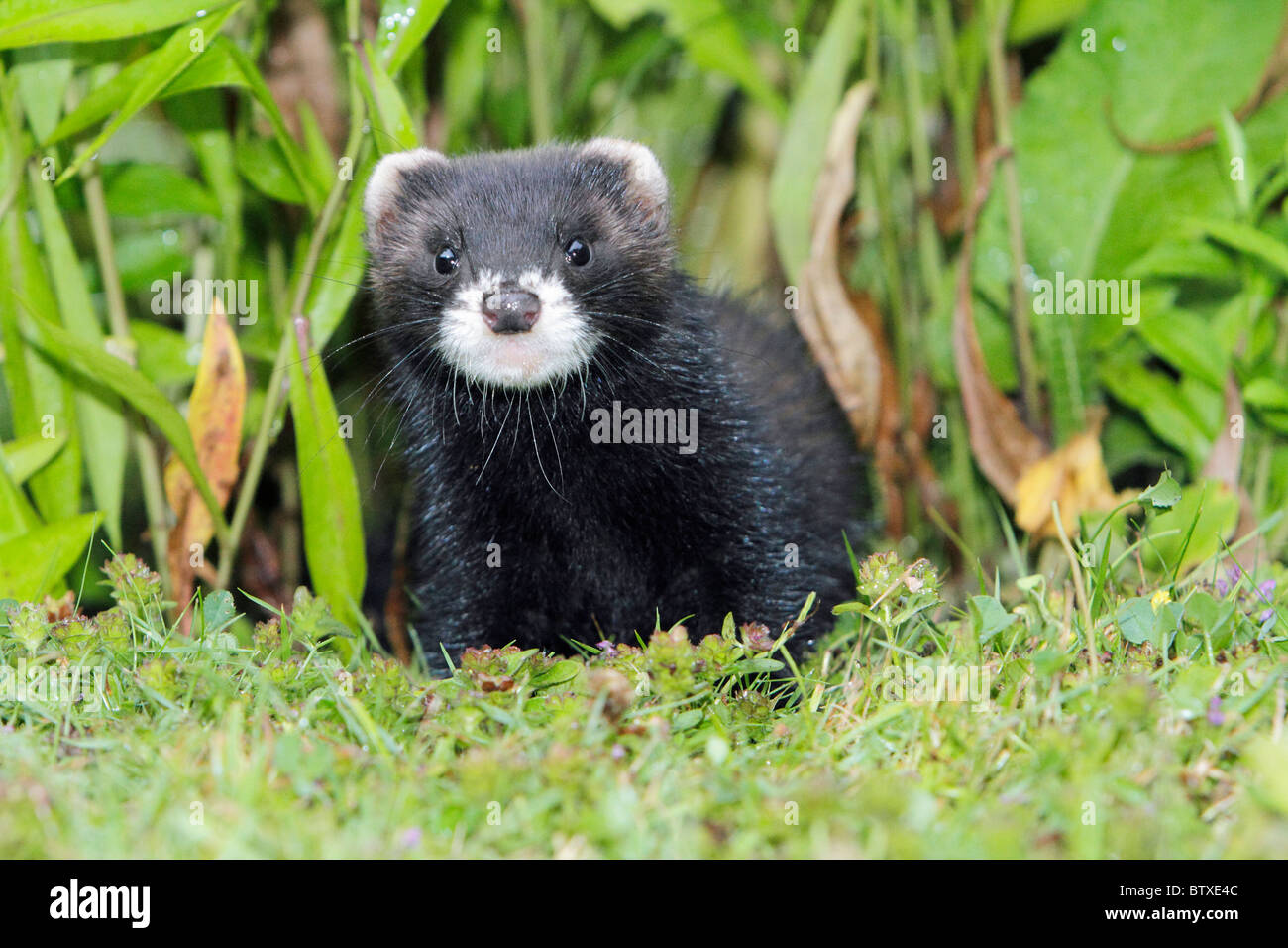 Polecat (Mustela putorius), young animal in garden, Germany Stock Photo ...