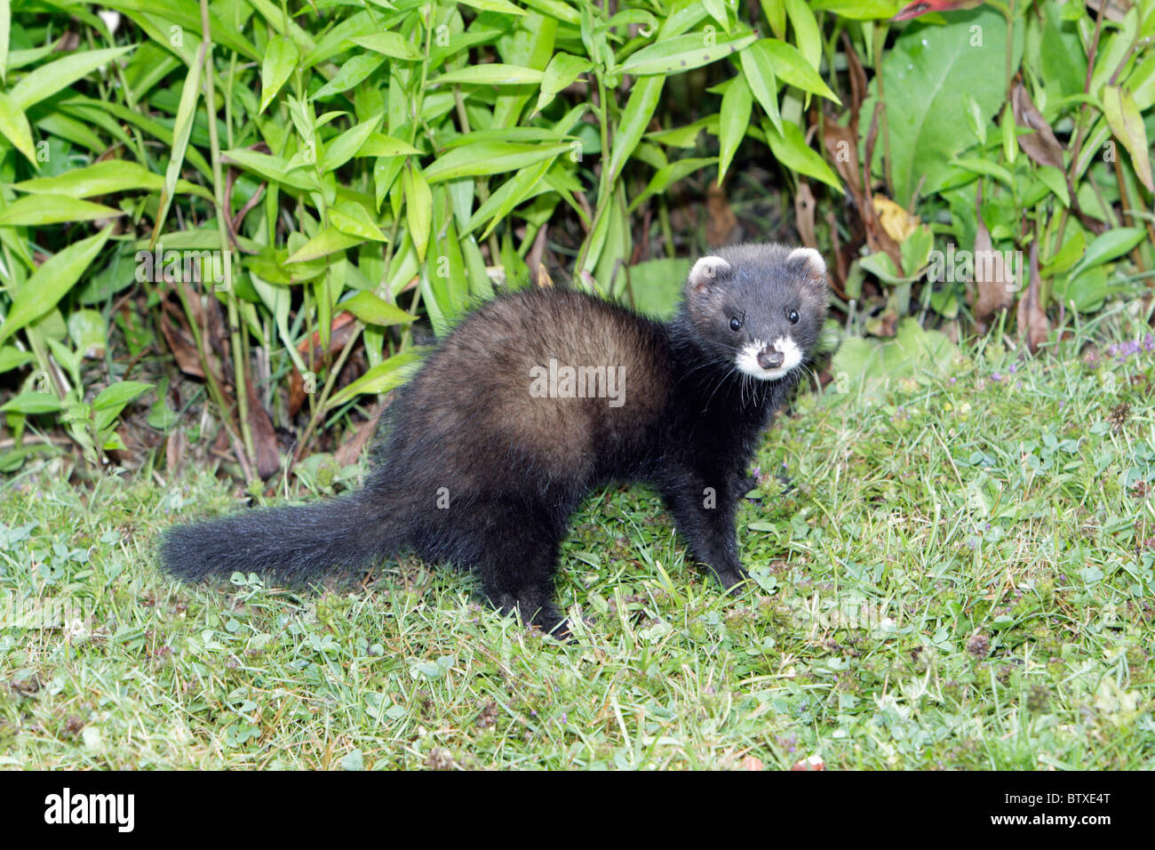 Polecat (Mustela putorius), young animal in garden, Germany Stock Photo ...