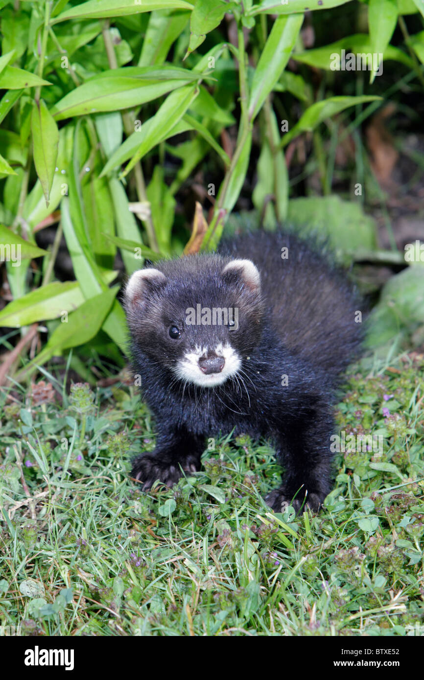 Polecat (Mustela putorius), young animal in garden, Germany Stock Photo ...
