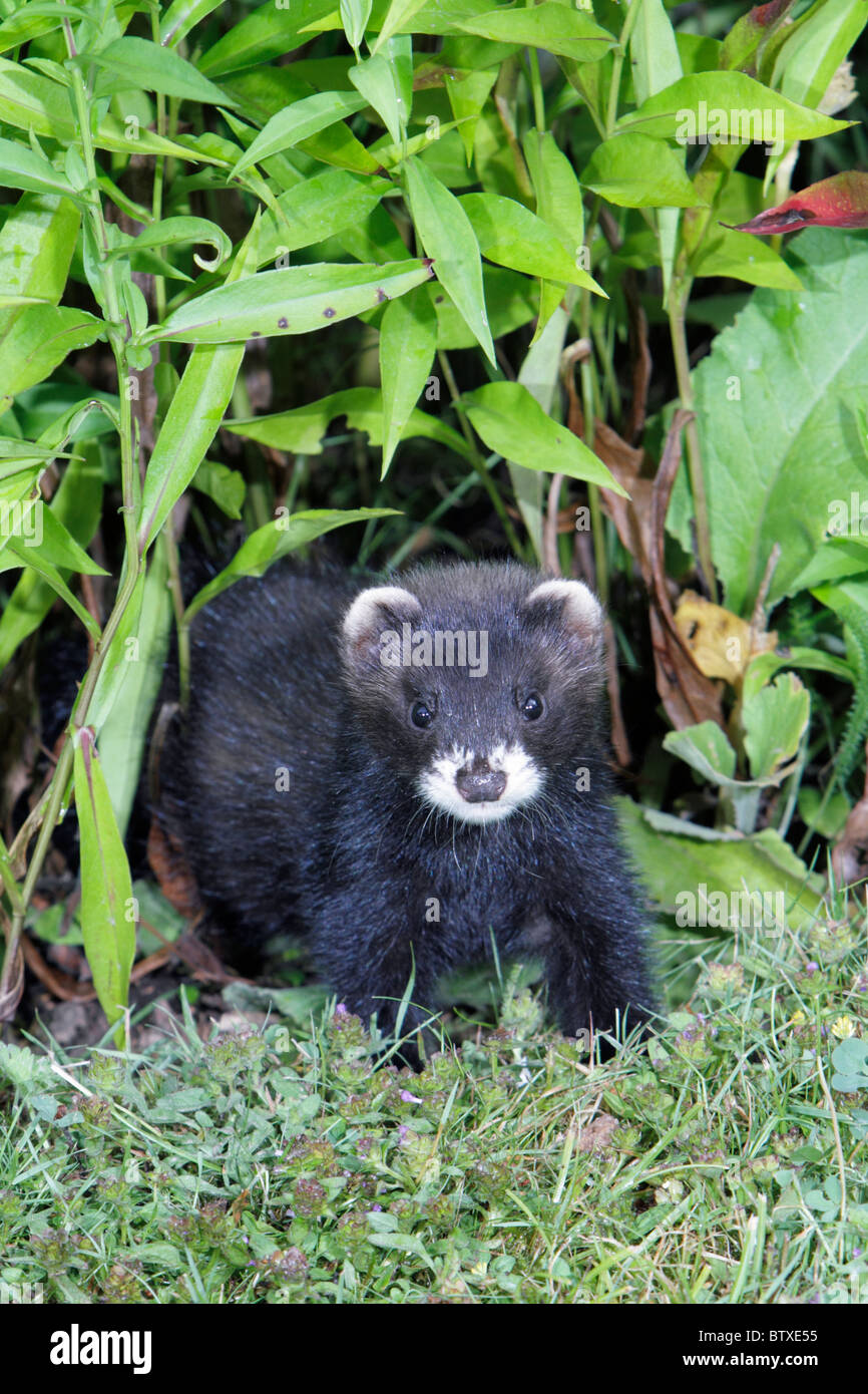 Polecat (Mustela putorius), young animal in garden, Germany Stock Photo ...