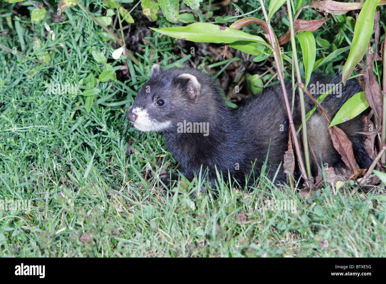 Juvenile european polecats mustela putorius hi-res stock photography ...