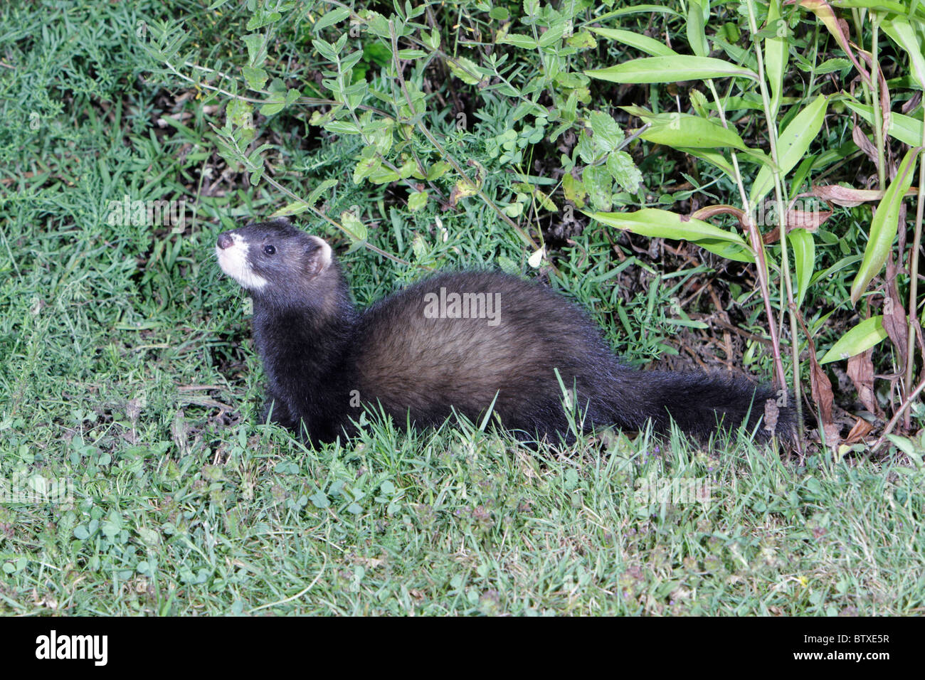 Polecat (Mustela putorius), young animal in garden, Germany Stock Photo ...