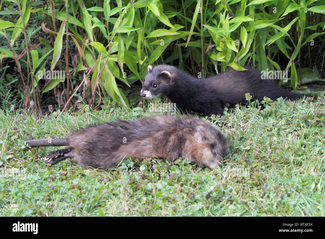 Polecat (Mustela putorius), young animal approaching dead muskrat ...