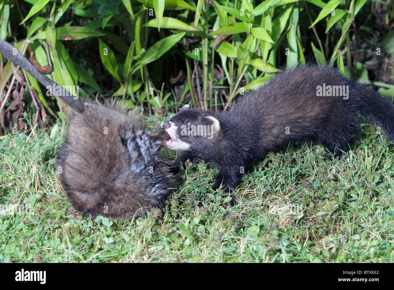 Juvenile european polecats mustela putorius hi-res stock photography ...