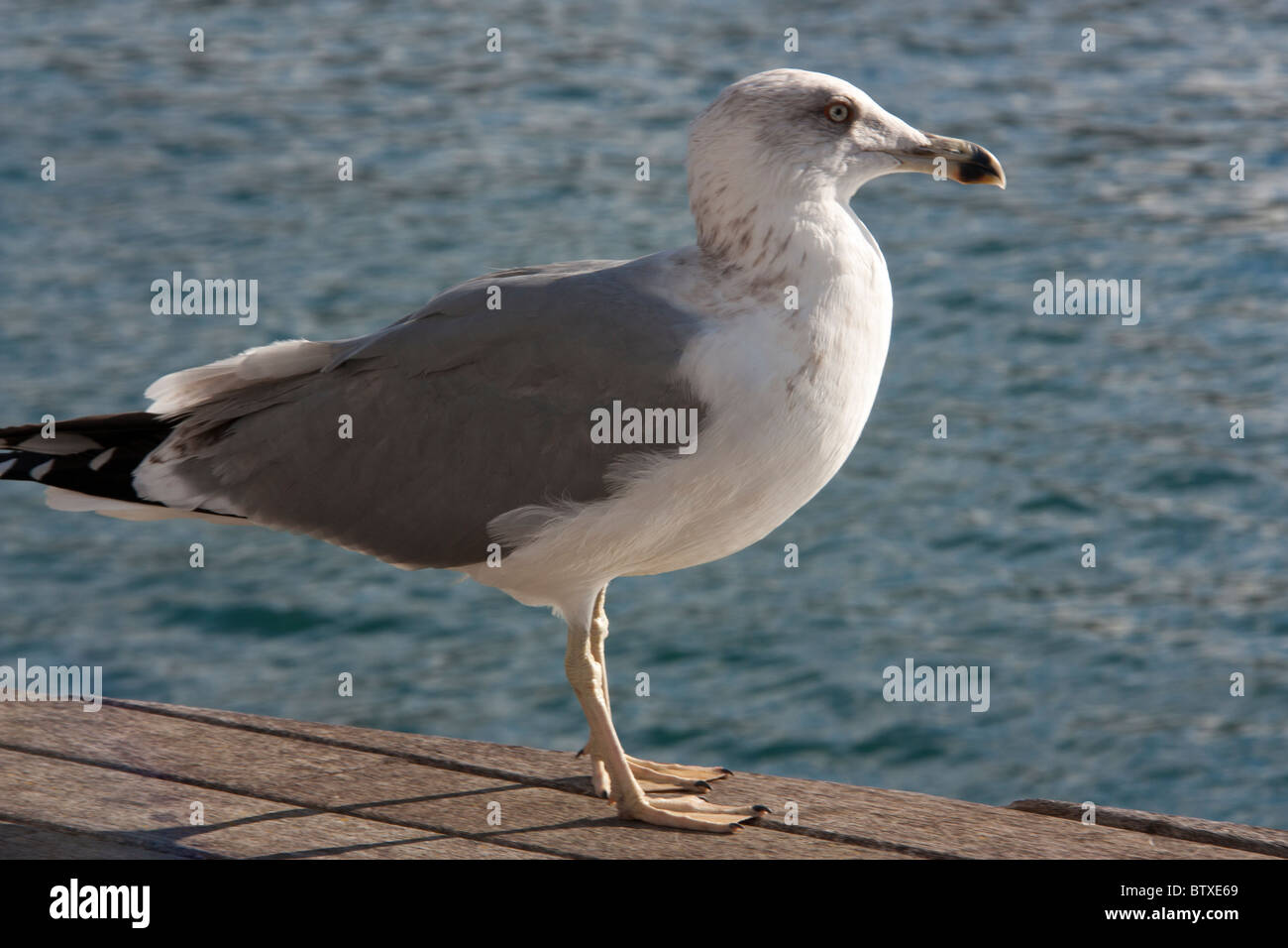Seagull hunt hi-res stock photography and images - Alamy