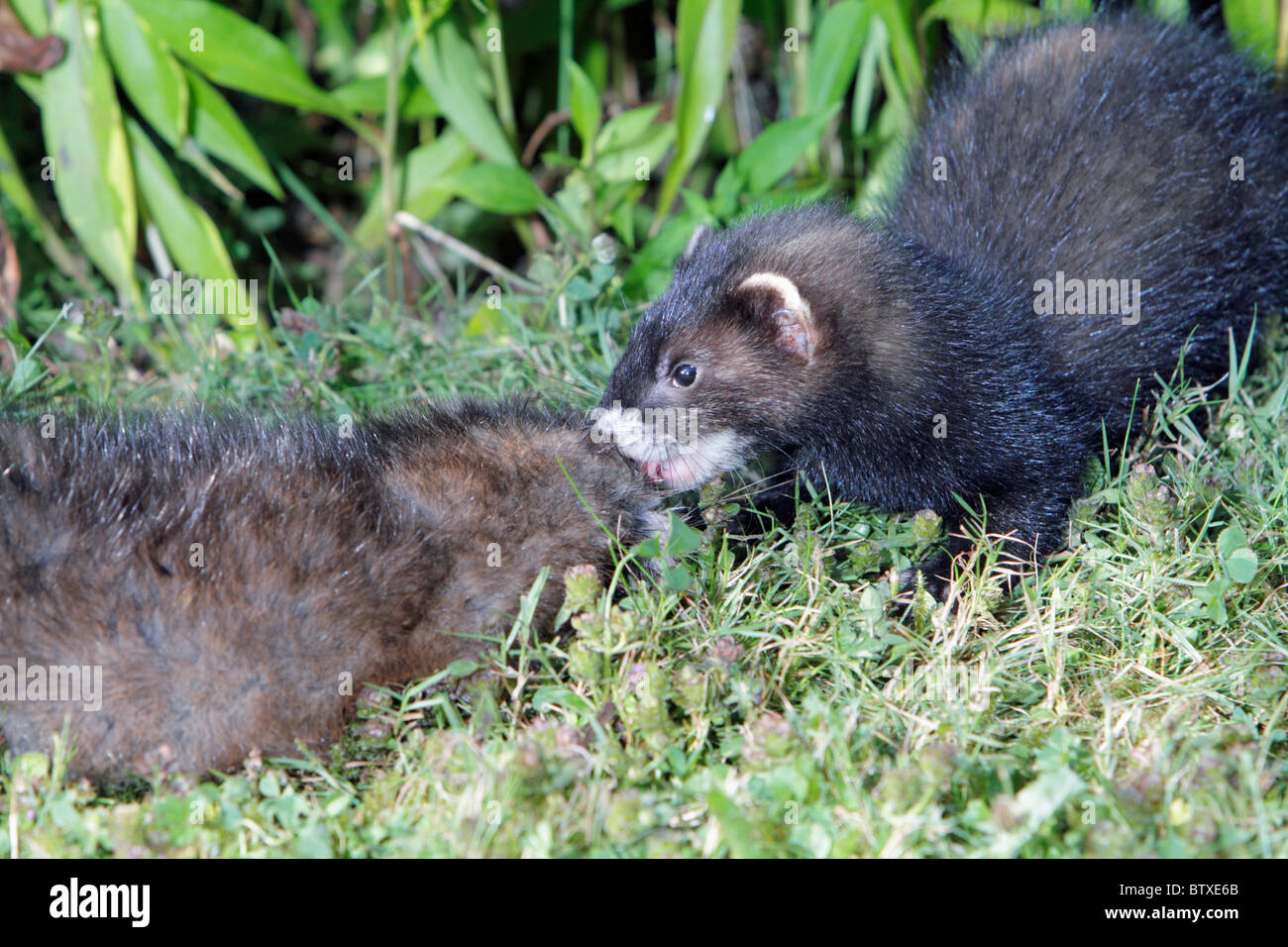 Baby muskrat hi-res stock photography and images - Alamy