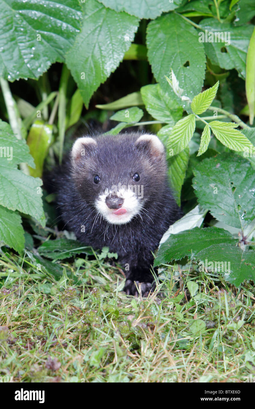 Juvenile european polecats mustela putorius hi-res stock photography ...