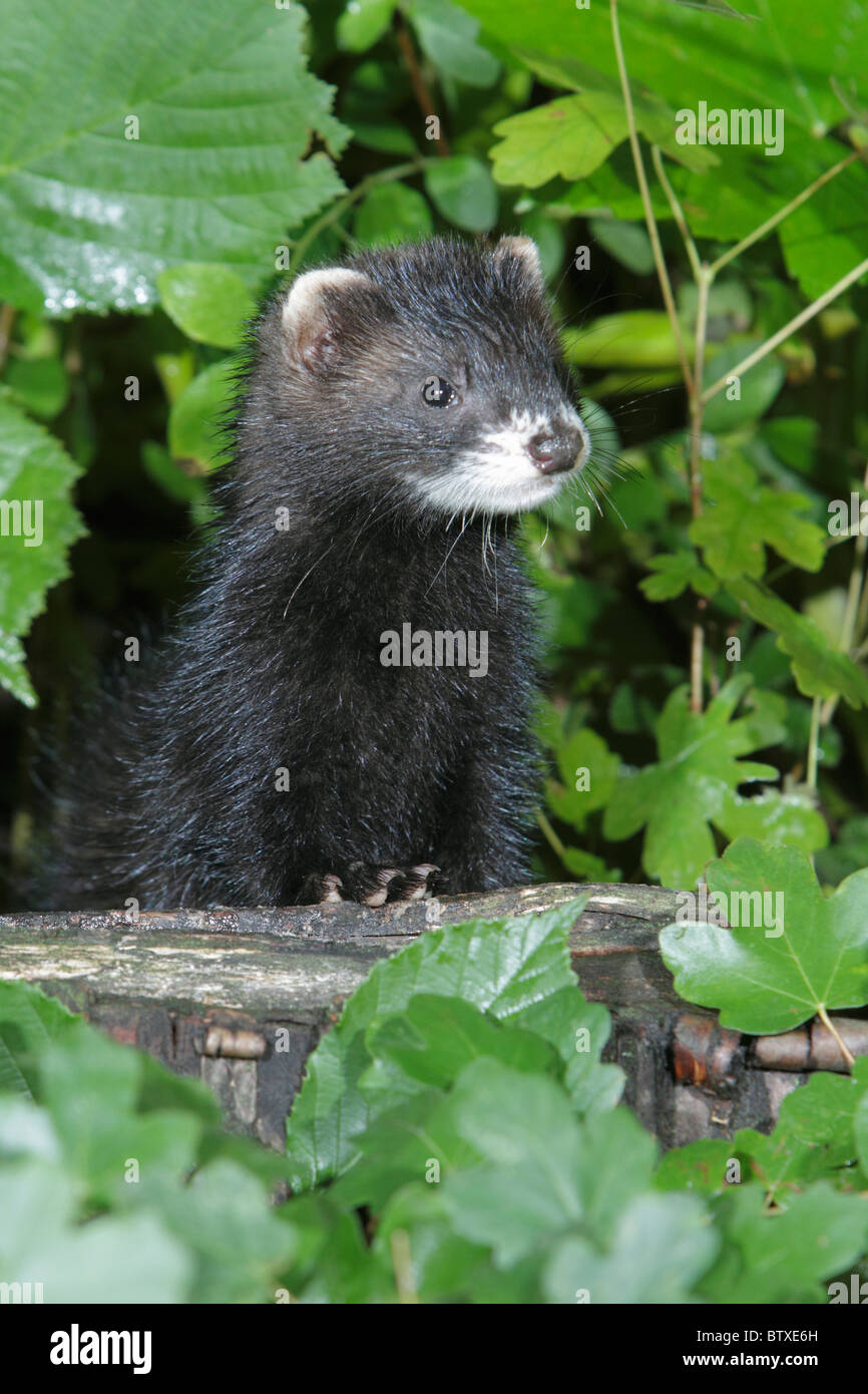 Stem mammals hi-res stock photography and images - Alamy