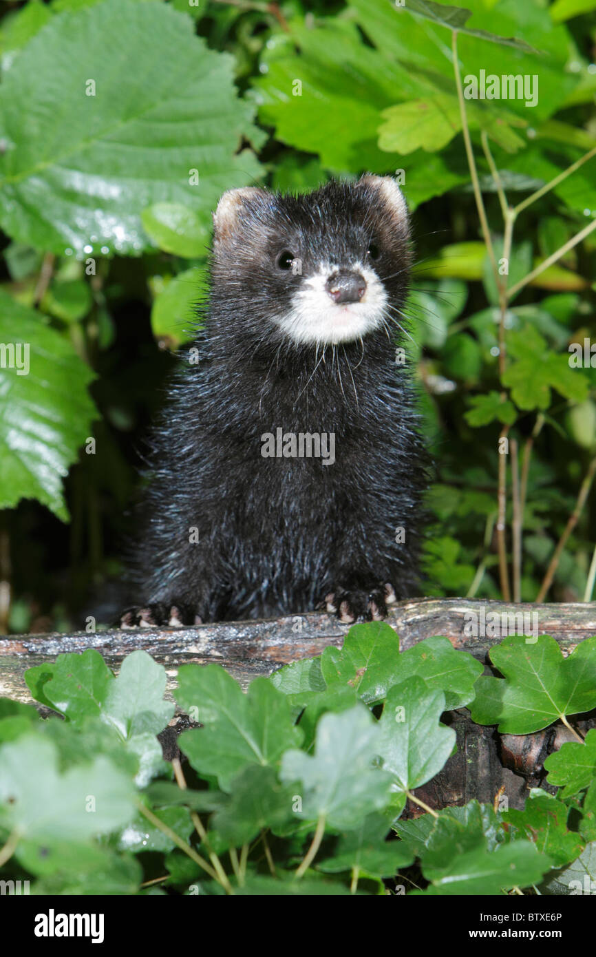 Polecat on tree hi-res stock photography and images - Alamy