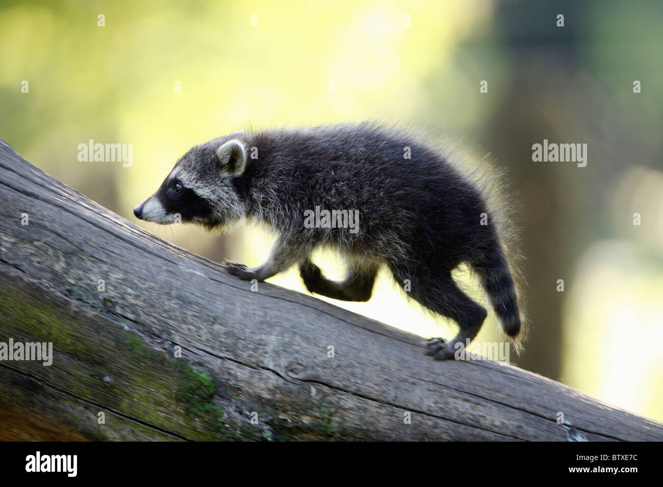 Baby raccoons playing branch hi-res stock photography and images - Alamy