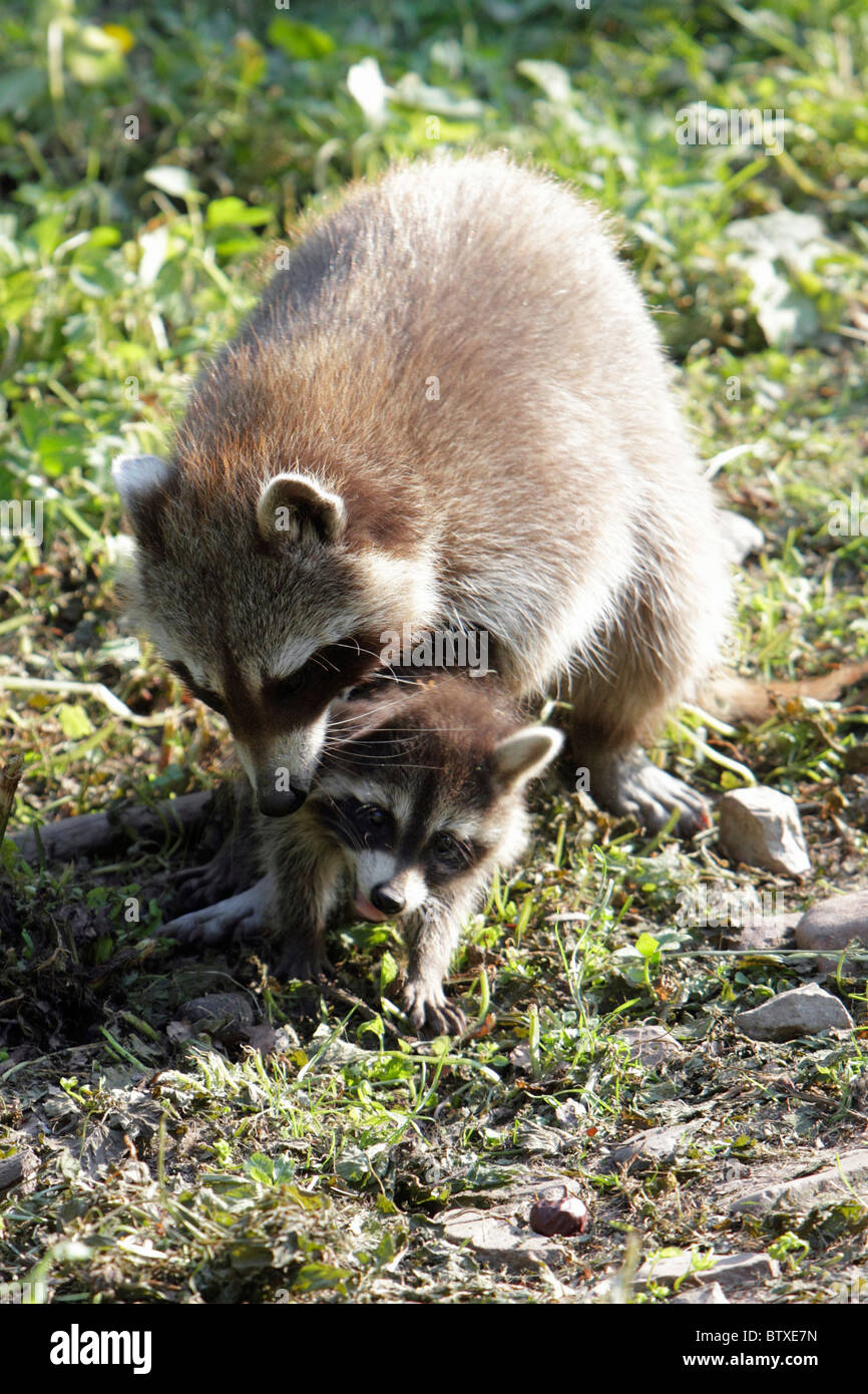Raccoon (Procyon lotor), parent animal playing with baby, Germany Stock ...