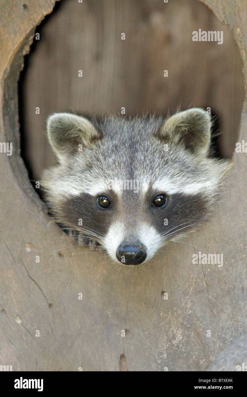 Raccoon in tree stump hi-res stock photography and images - Alamy