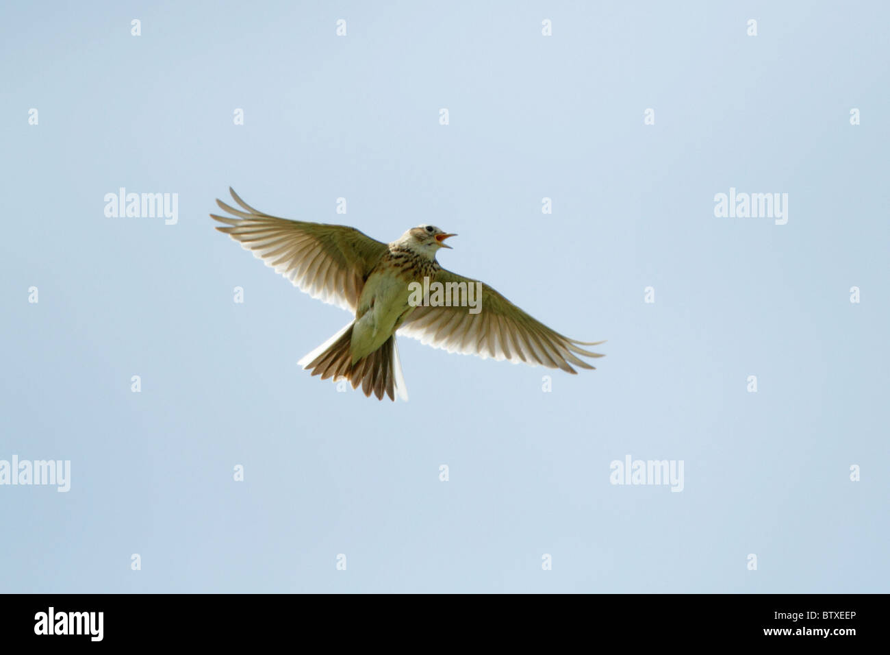 Skylark flying hi-res stock photography and images - Alamy