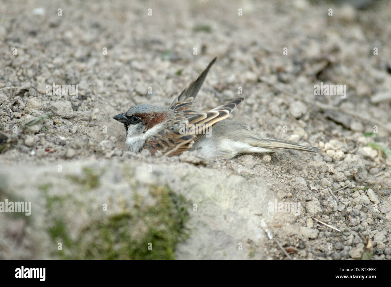 Sparrow bird dust bathing hi-res stock photography and images - Alamy