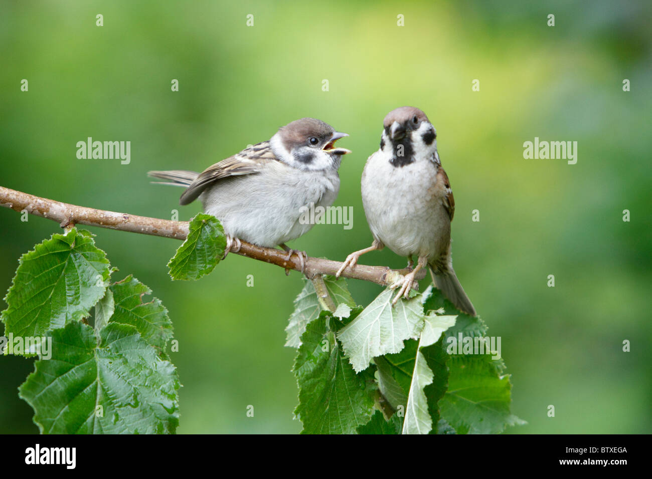 Begging bird hi-res stock photography and images - Alamy
