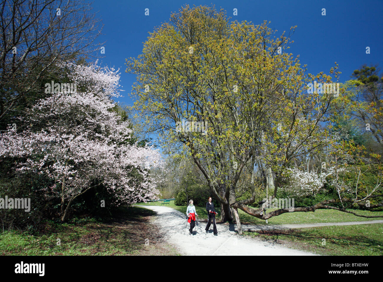 Power Walkers, two women power walking in park, springtime, Germany ...