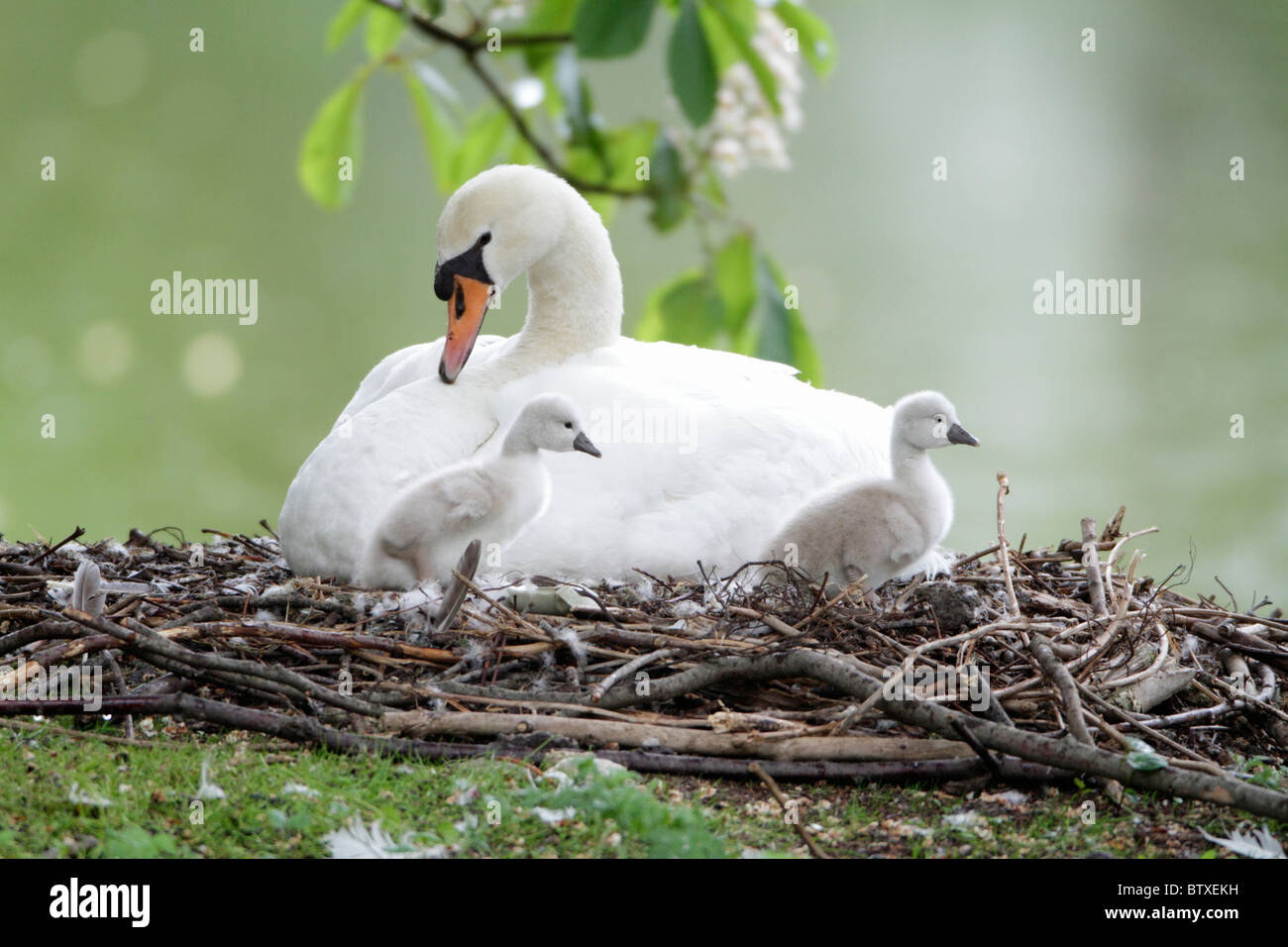Cygnets at nest hi-res stock photography and images - Alamy
