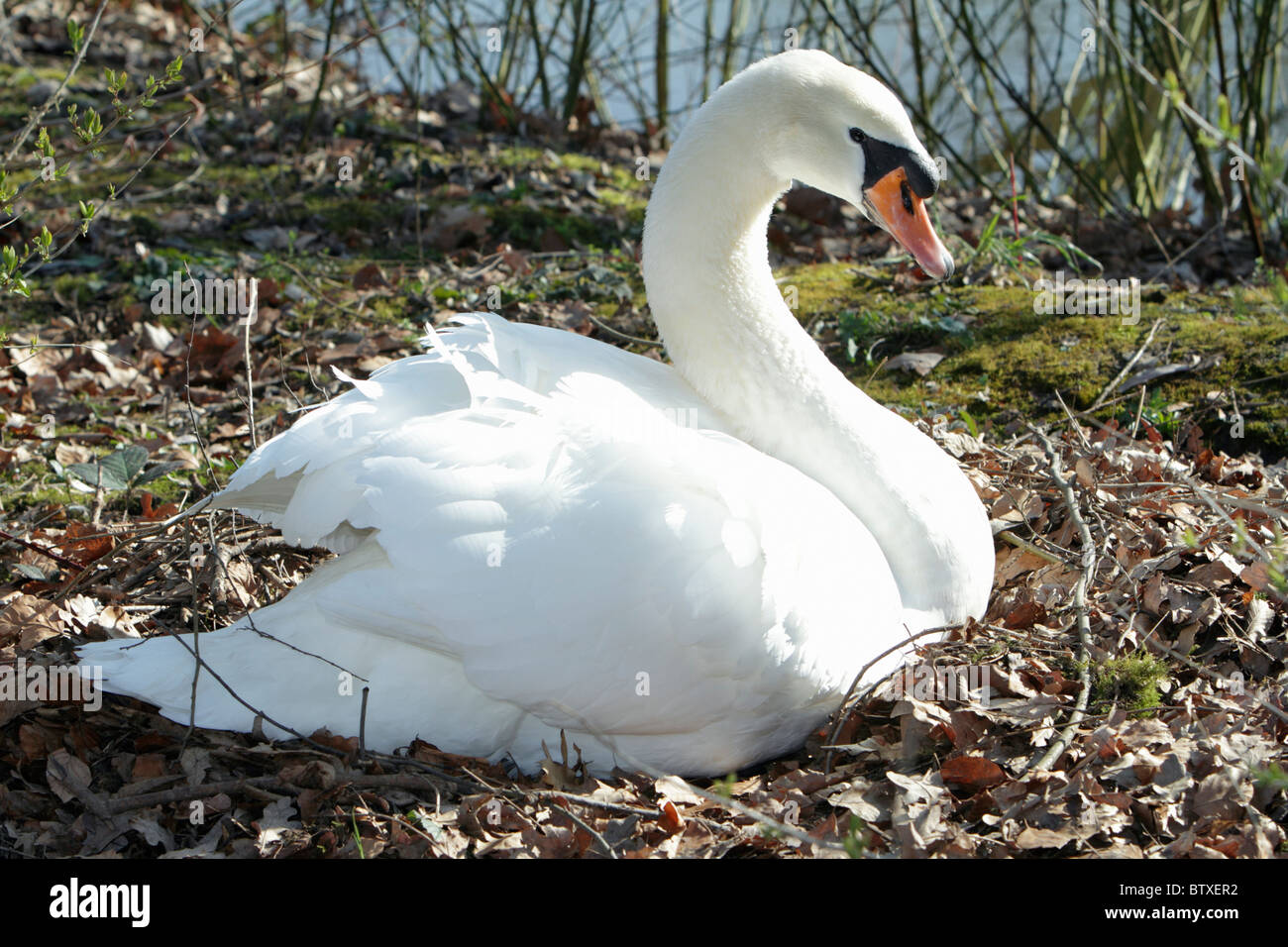 Brooding bird hi-res stock photography and images - Alamy