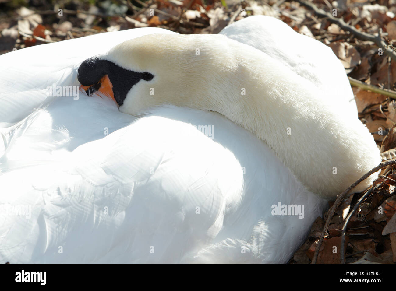 Brooding swan hi-res stock photography and images - Alamy