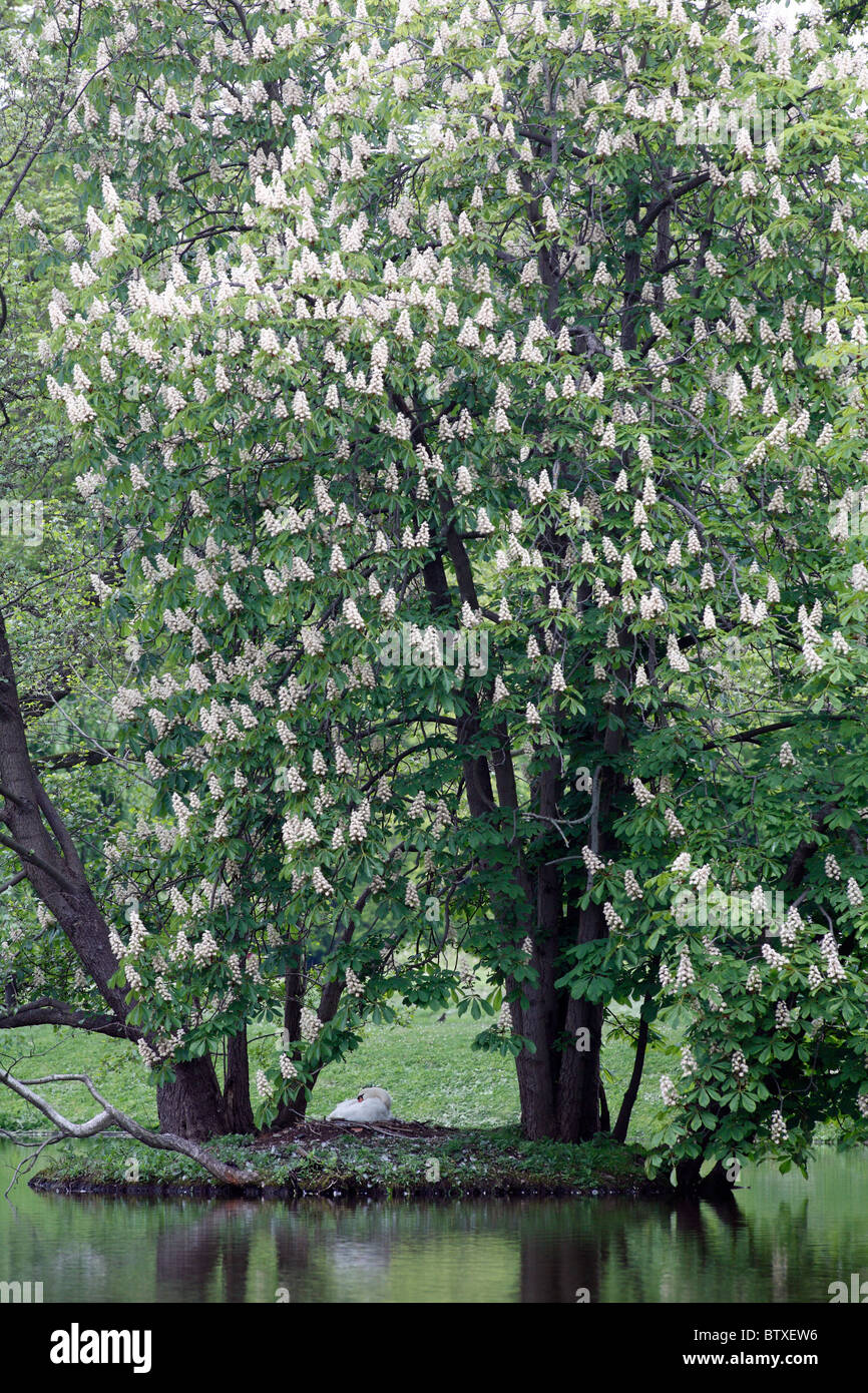 Mute Swan (Cygnus olor), nesting below flowering chestnut, springtime ...