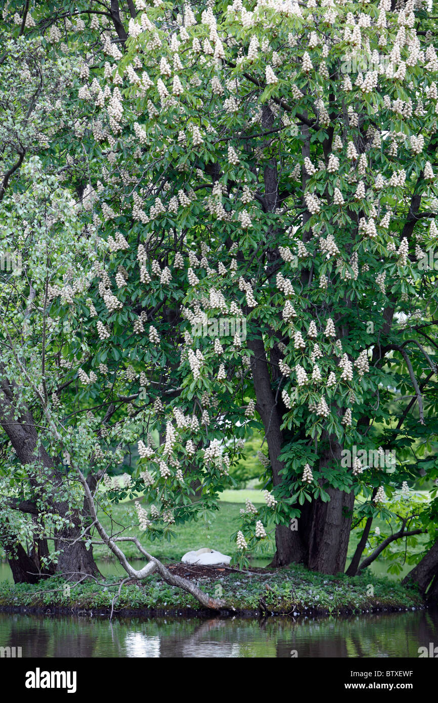 Mute Swan (Cygnus olor), nesting below flowering chestnut, springtime ...