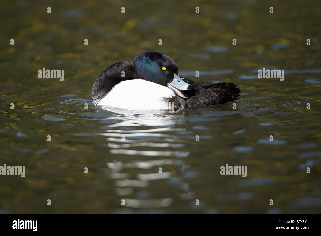 Tufted duck plumage hi-res stock photography and images - Alamy