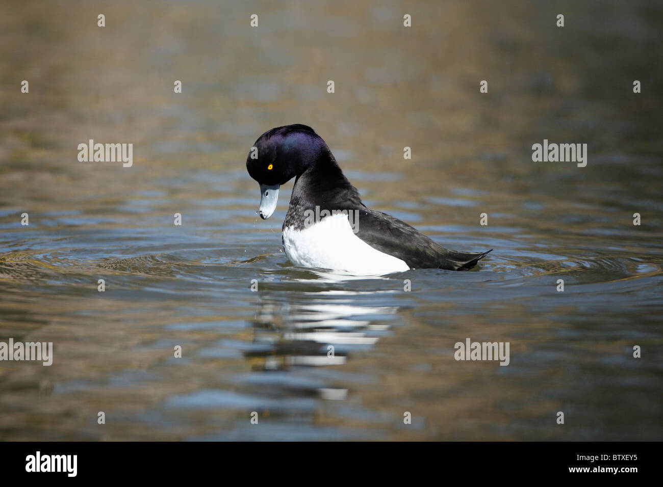 Tufted Duck Plumage High Resolution Stock Photography and Images - Alamy