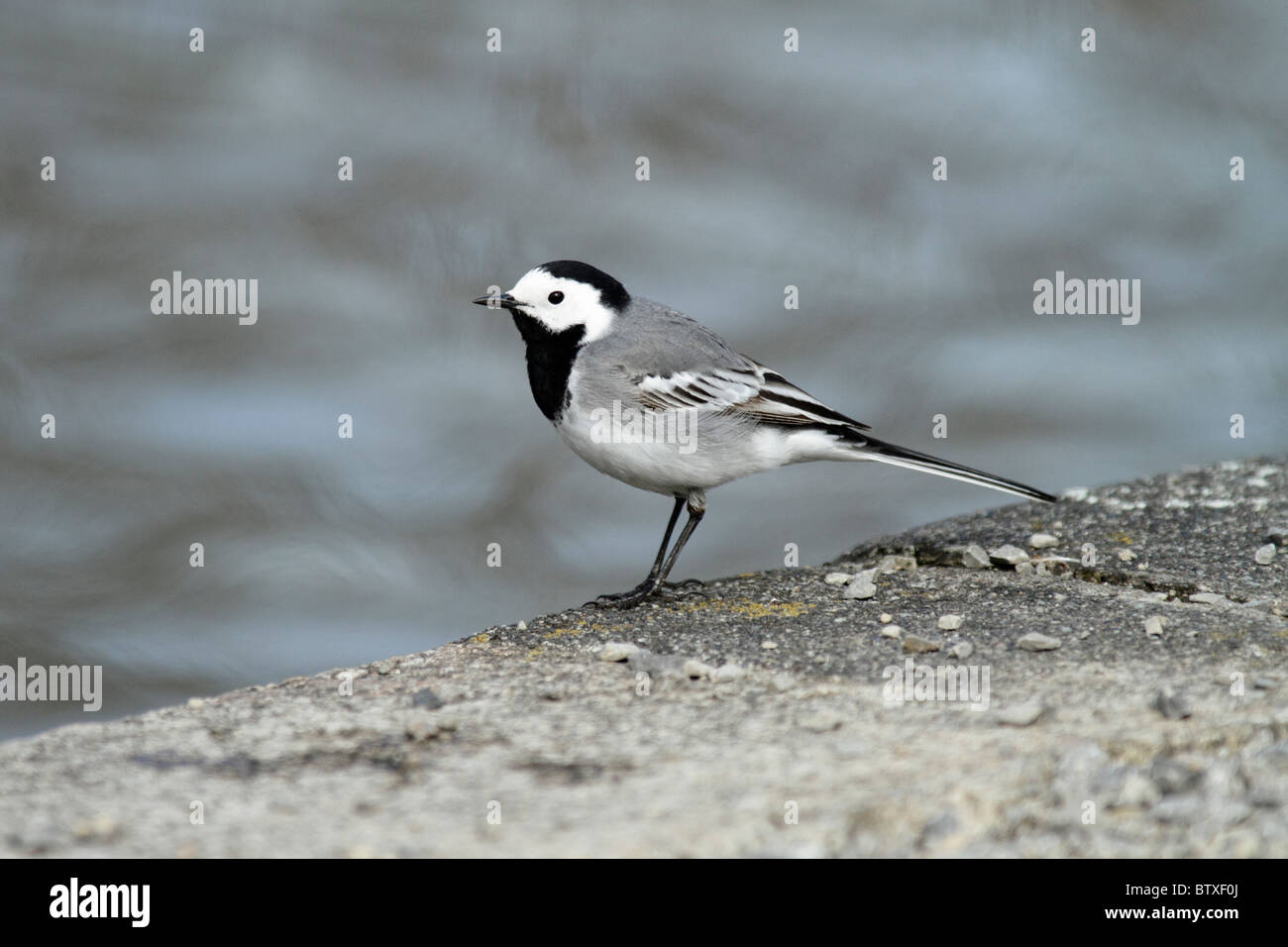 White Wagtail ( Motacilla alba), resting at lake edge, Germany Stock ...