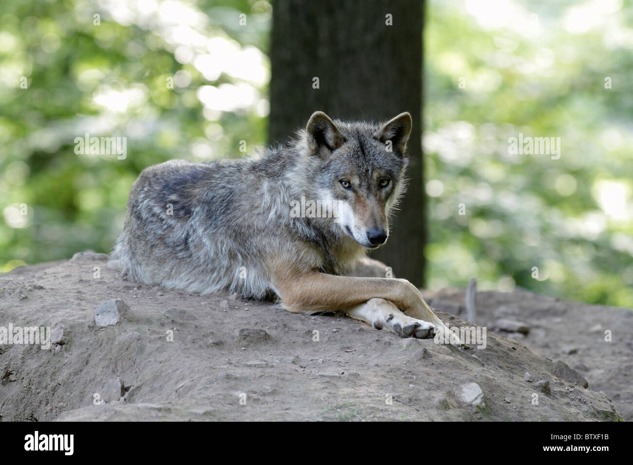 Wolf Front Paws