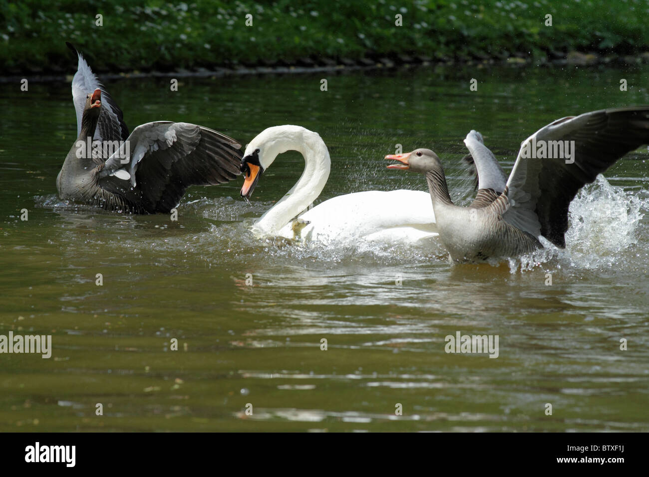 Greylag Goose (Anser anser), parent birds attacking and defending their ...