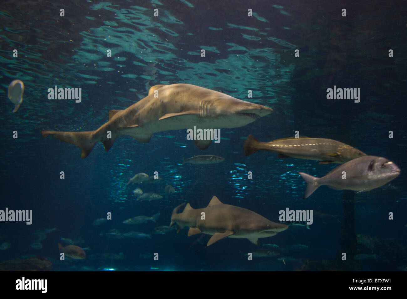 sharks in the aquarium Stock Photo - Alamy