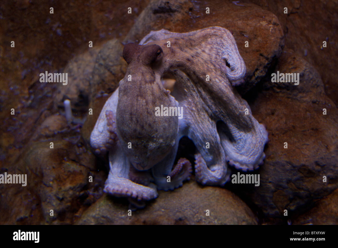 Octopus at aquarium hi-res stock photography and images - Alamy